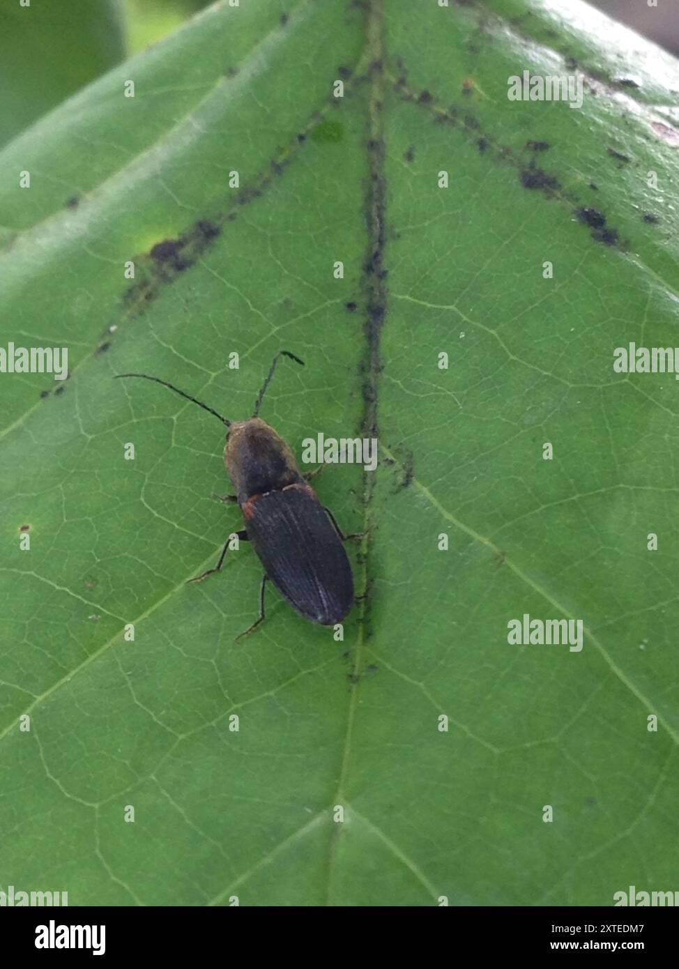 (Athous scapularis) Insecta Stock Photo - Alamy
