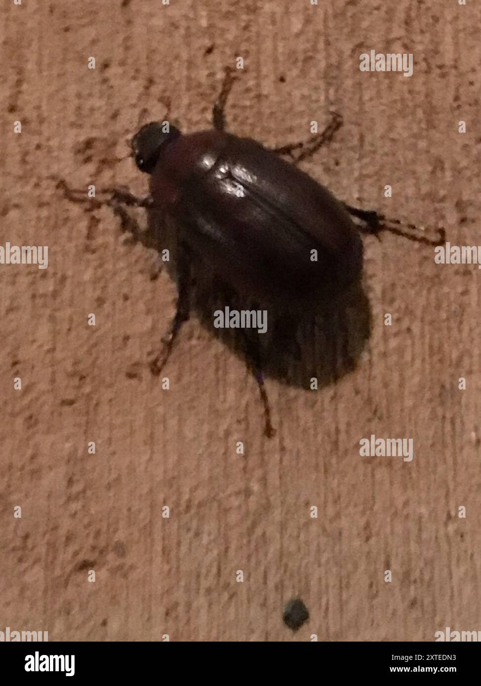 May Beetles (Phyllophaga) Insecta Stock Photo - Alamy