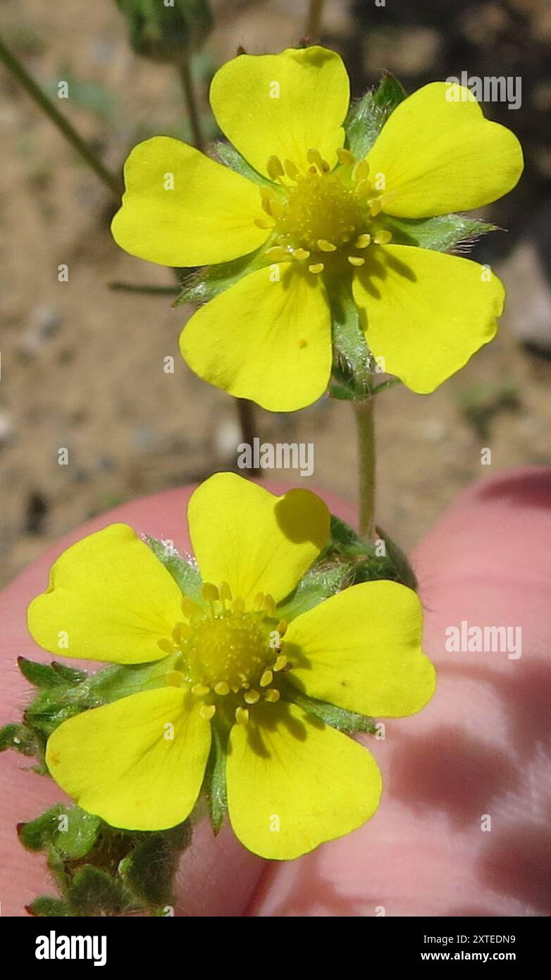 Grey Cinquefoil (Potentilla inclinata) Plantae Stock Photo - Alamy
