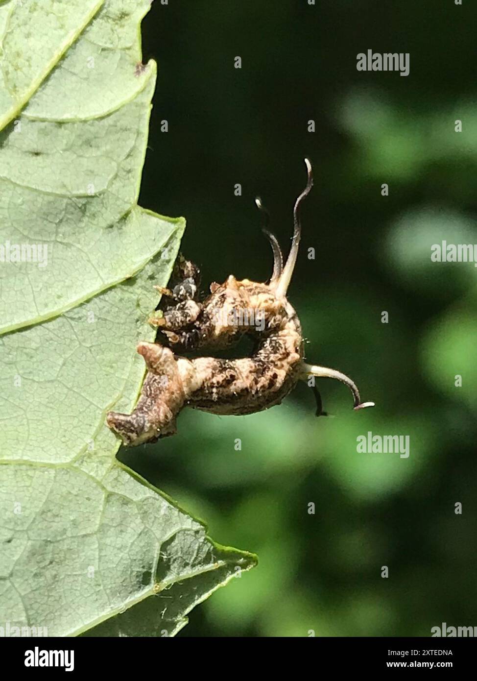 Horned Spanworm Moth (Nematocampa resistaria) Insecta Stock Photo - Alamy