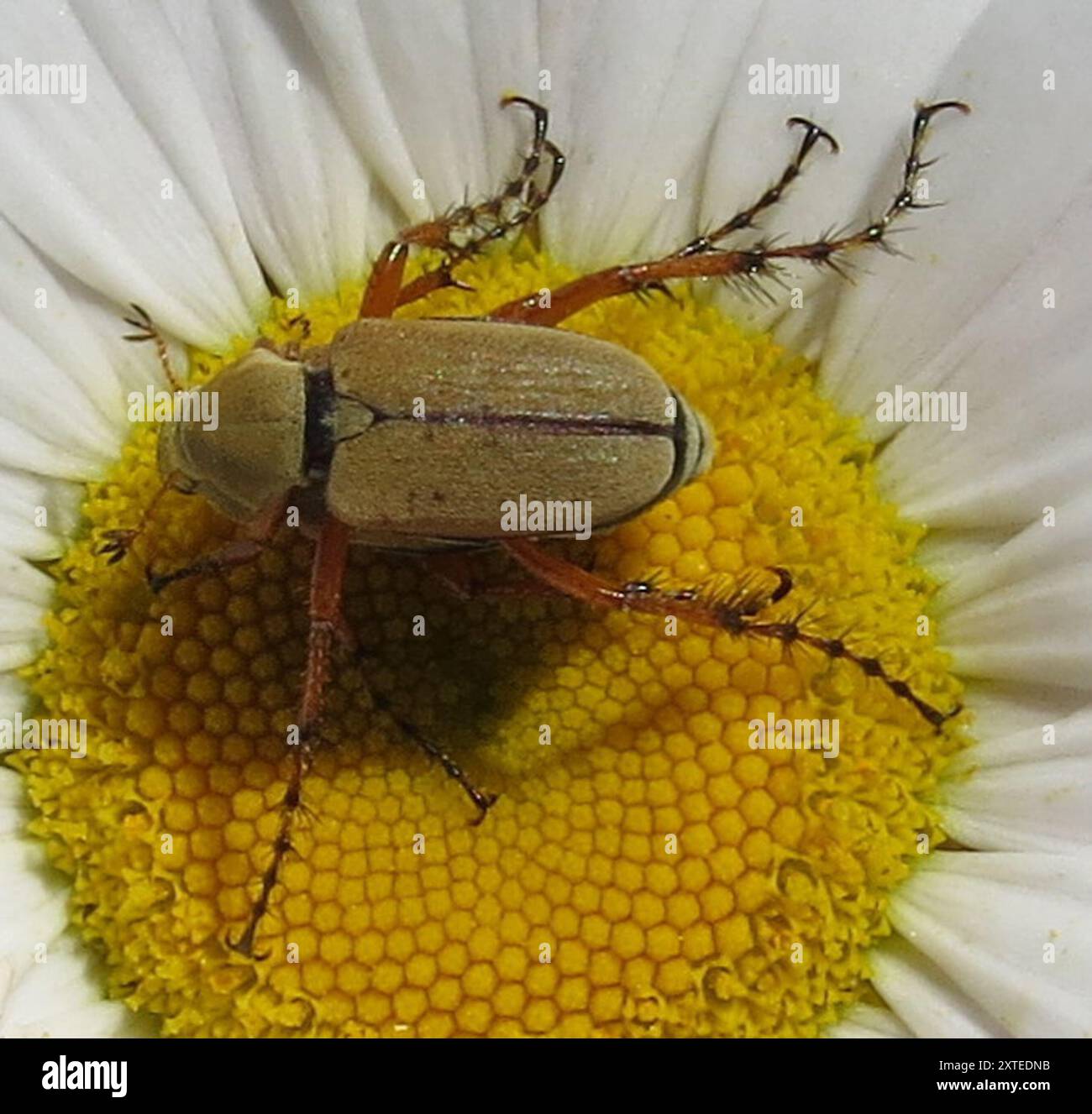 American Rose Chafer (Macrodactylus subspinosus) Insecta Stock Photo ...