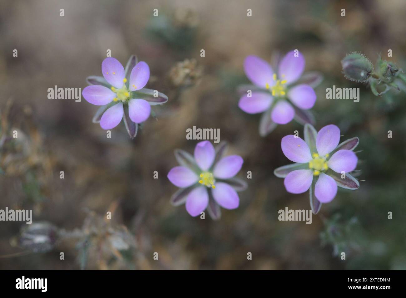 Red Sand Spurrey (Spergularia rubra) Plantae Stock Photo - Alamy