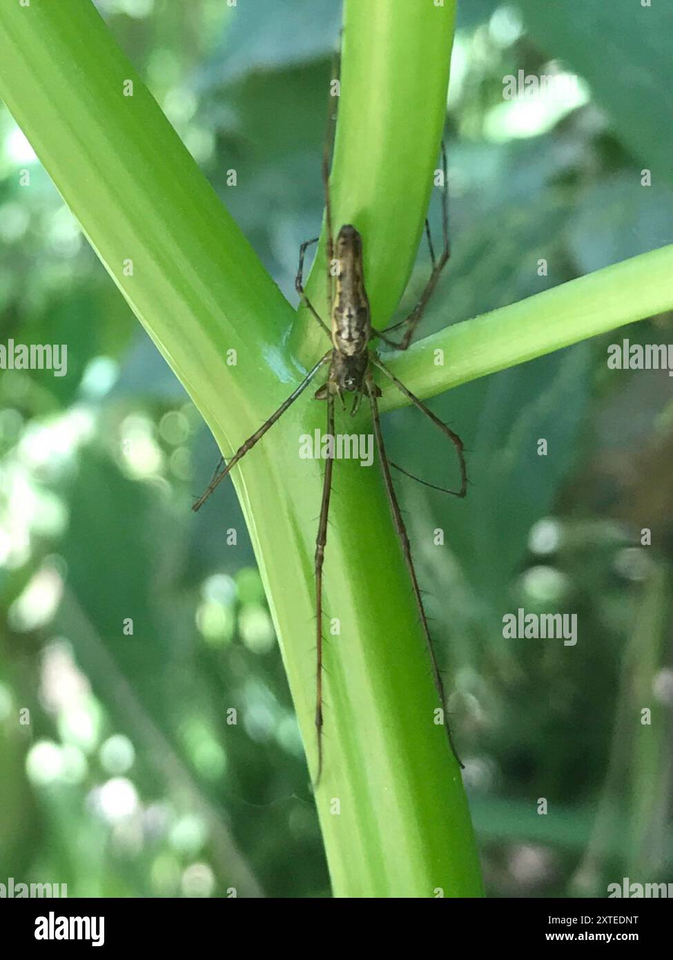 Stretch Spiders (Tetragnatha) Arachnida Stock Photo - Alamy