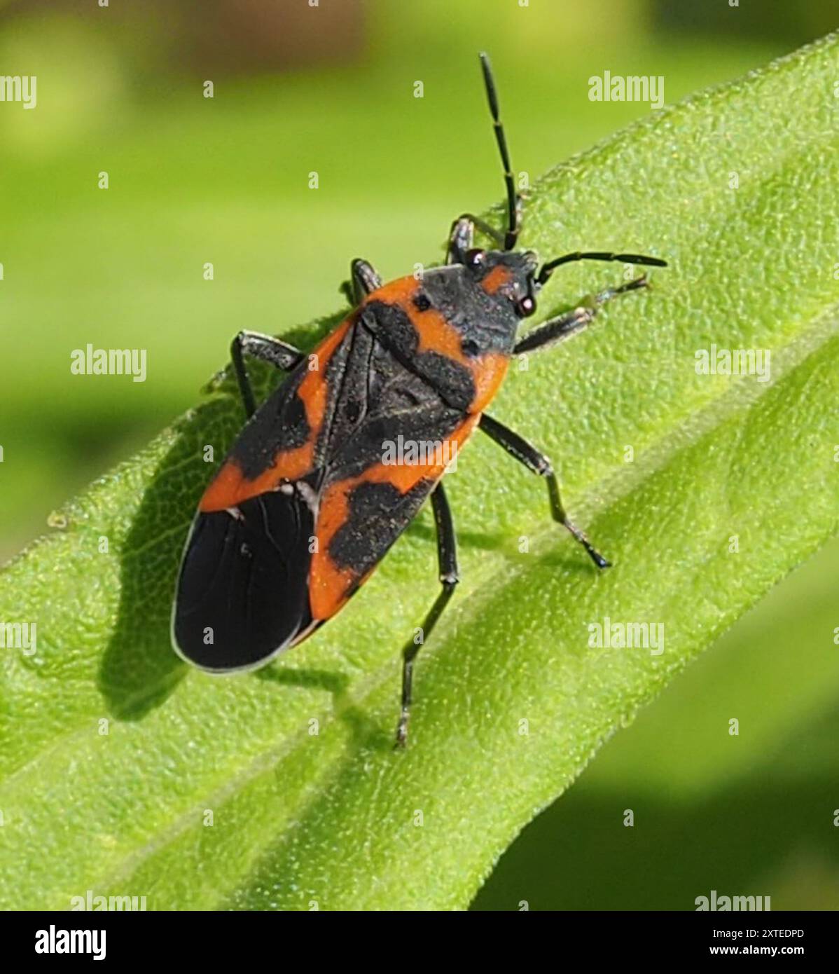Small Milkweed Bug (Lygaeus kalmii) Insecta Stock Photo - Alamy