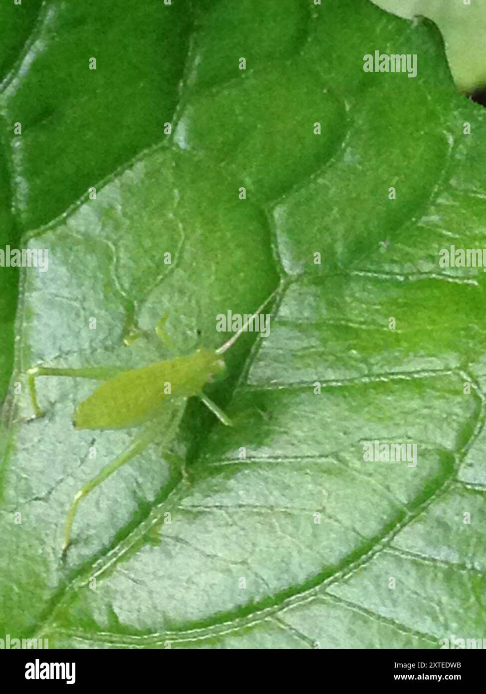 Round-headed Katydids (Amblycorypha) Insecta Stock Photo - Alamy
