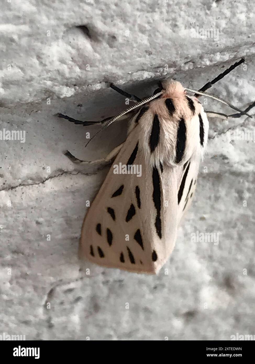 Arge Moth (Apantesis arge) Insecta Stock Photo - Alamy