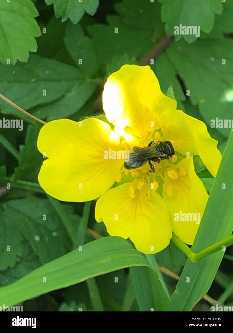 Bees and Apoid Wasps (Apoidea) Insecta Stock Photo - Alamy