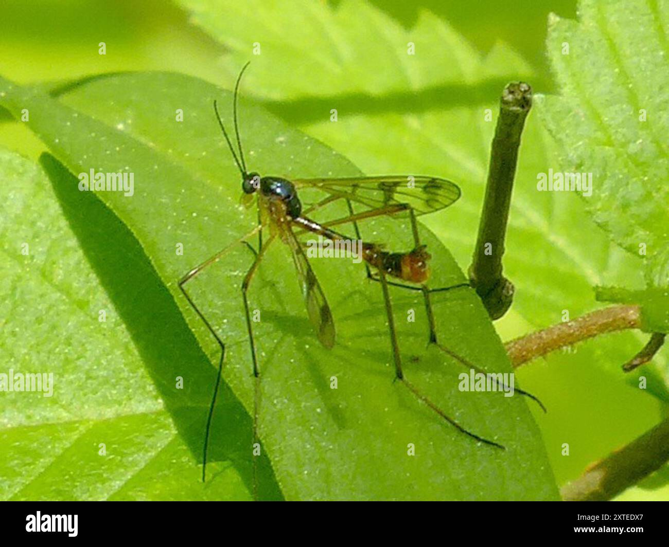 Ptychoptera hi-res stock photography and images - Alamy
