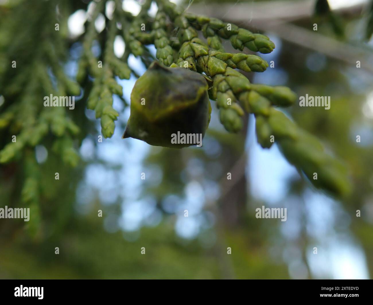 Alaska yellow cedar (Callitropsis nootkatensis) Plantae Stock Photo - Alamy