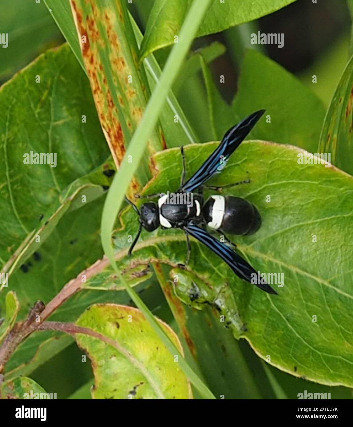 Four-toothed Mason Wasp (Monobia quadridens) Insecta Stock Photo - Alamy