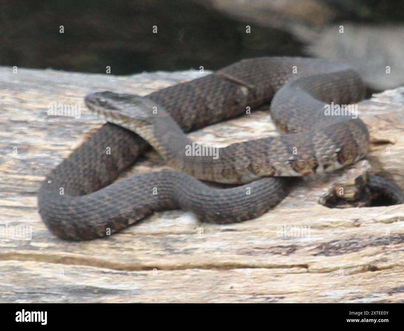 Common Watersnake (Nerodia sipedon) Reptilia Stock Photo - Alamy