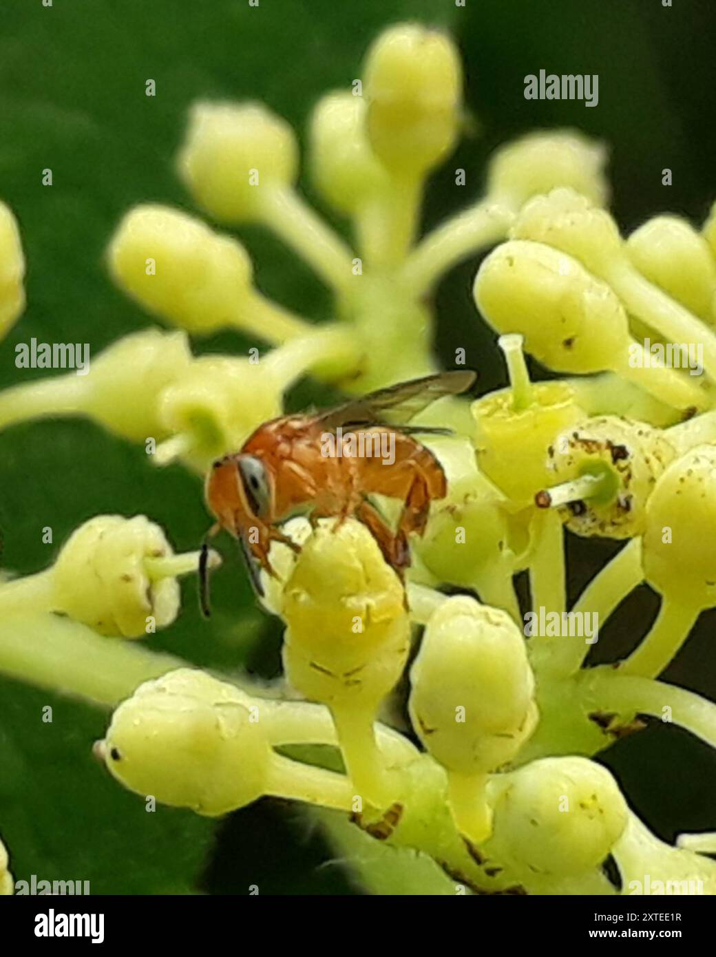 Stingless Bees (Meliponini) Insecta Stock Photo - Alamy