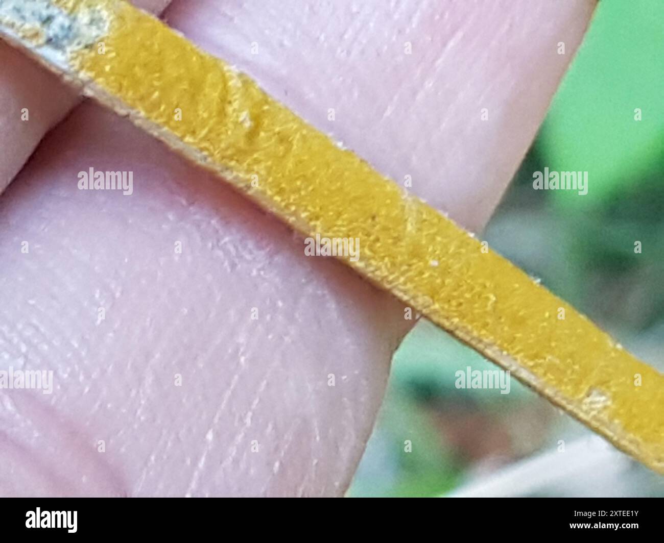 (Epichloe typhina) Fungi Stock Photo - Alamy