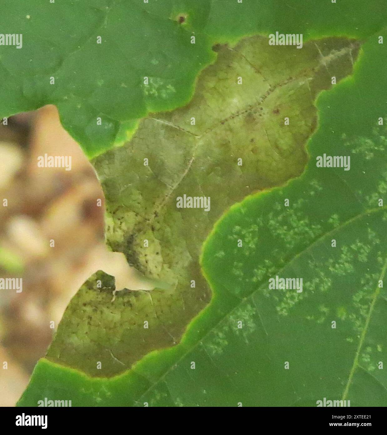 Gnomonia hi-res stock photography and images - Alamy