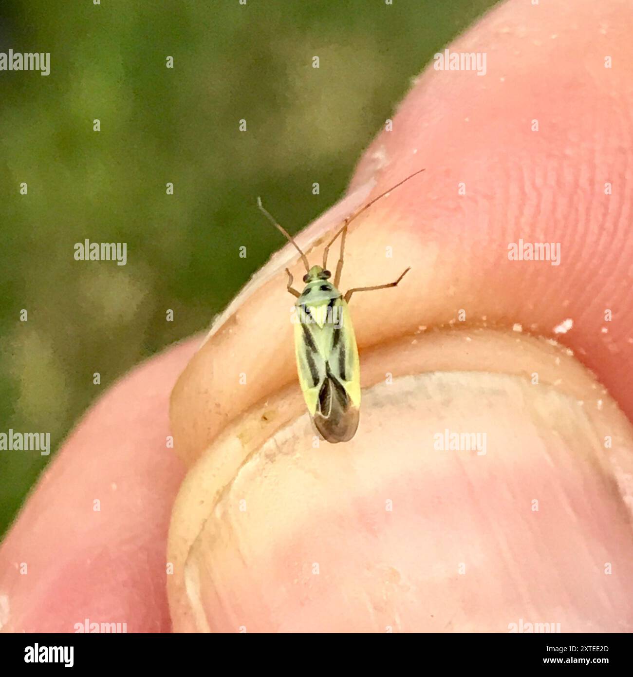 Two-spotted Grass Bug (Stenotus binotatus) Insecta Stock Photo - Alamy