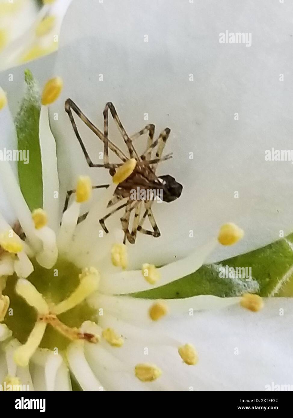 Comb-footed Spiders (Theridiidae) Arachnida Stock Photo - Alamy