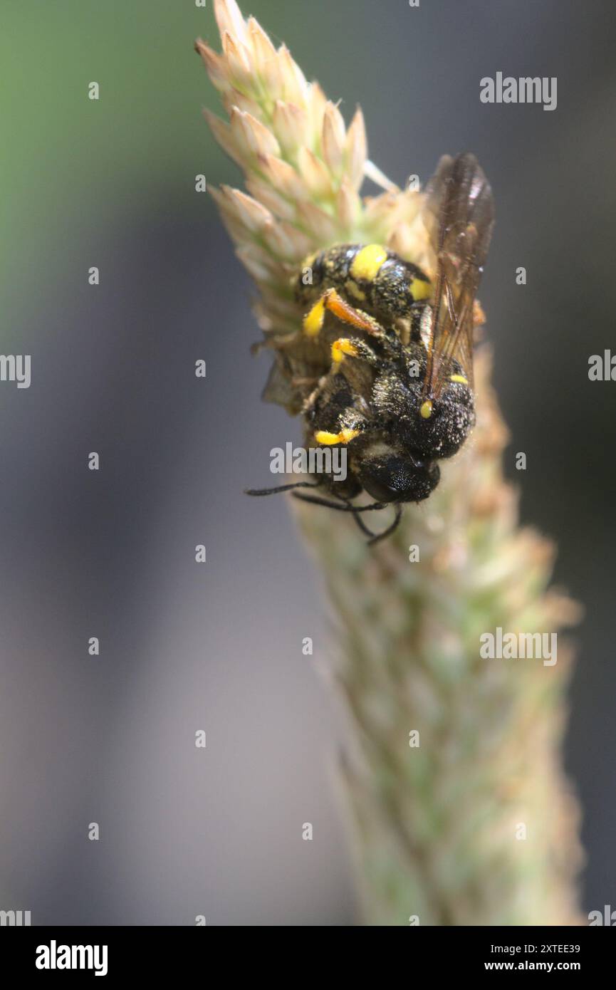 Ornate-tailed Digger Wasp (Cerceris rybyensis) Insecta Stock Photo - Alamy