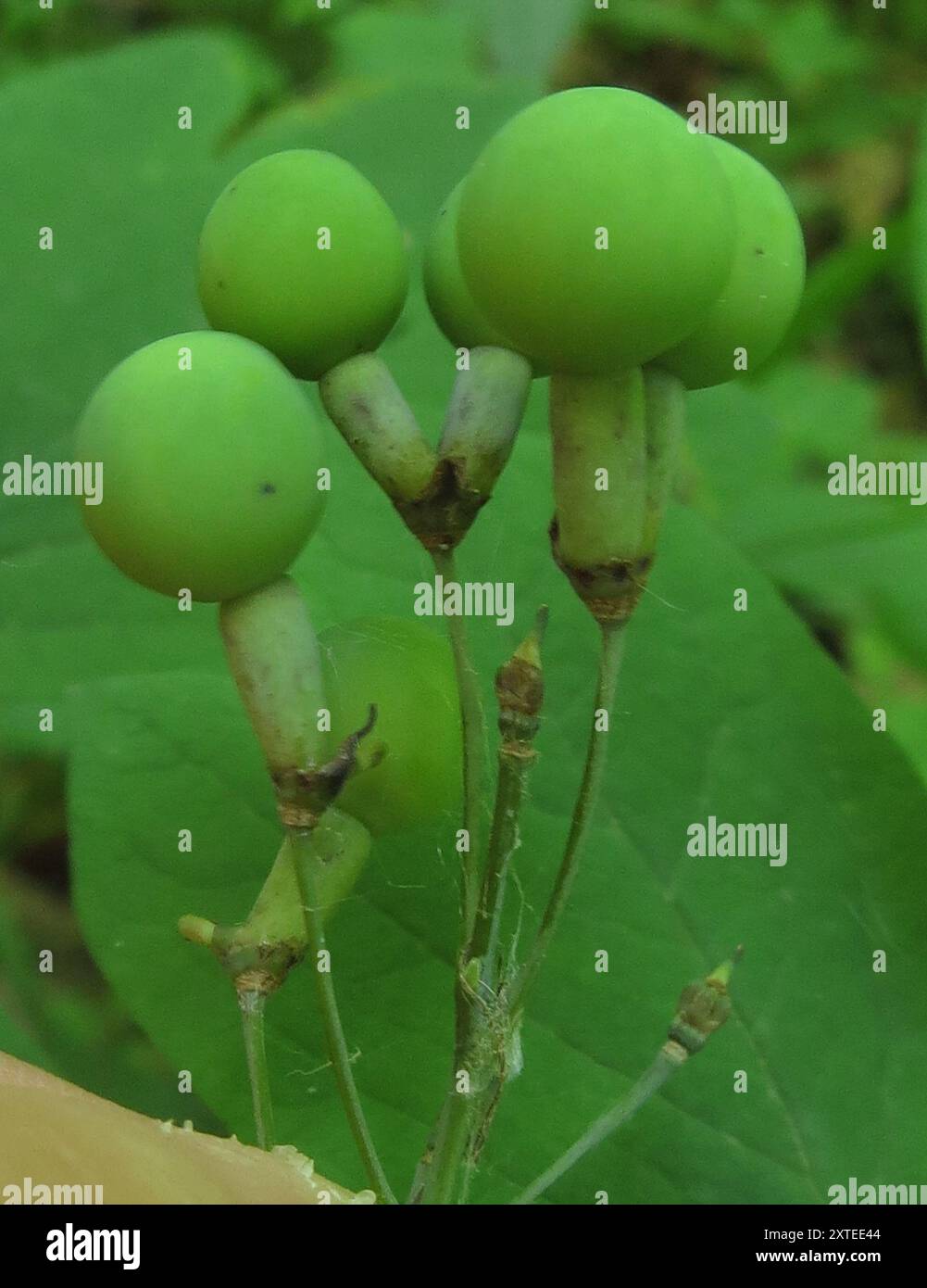 blue cohosh (Caulophyllum thalictroides) Plantae Stock Photo - Alamy
