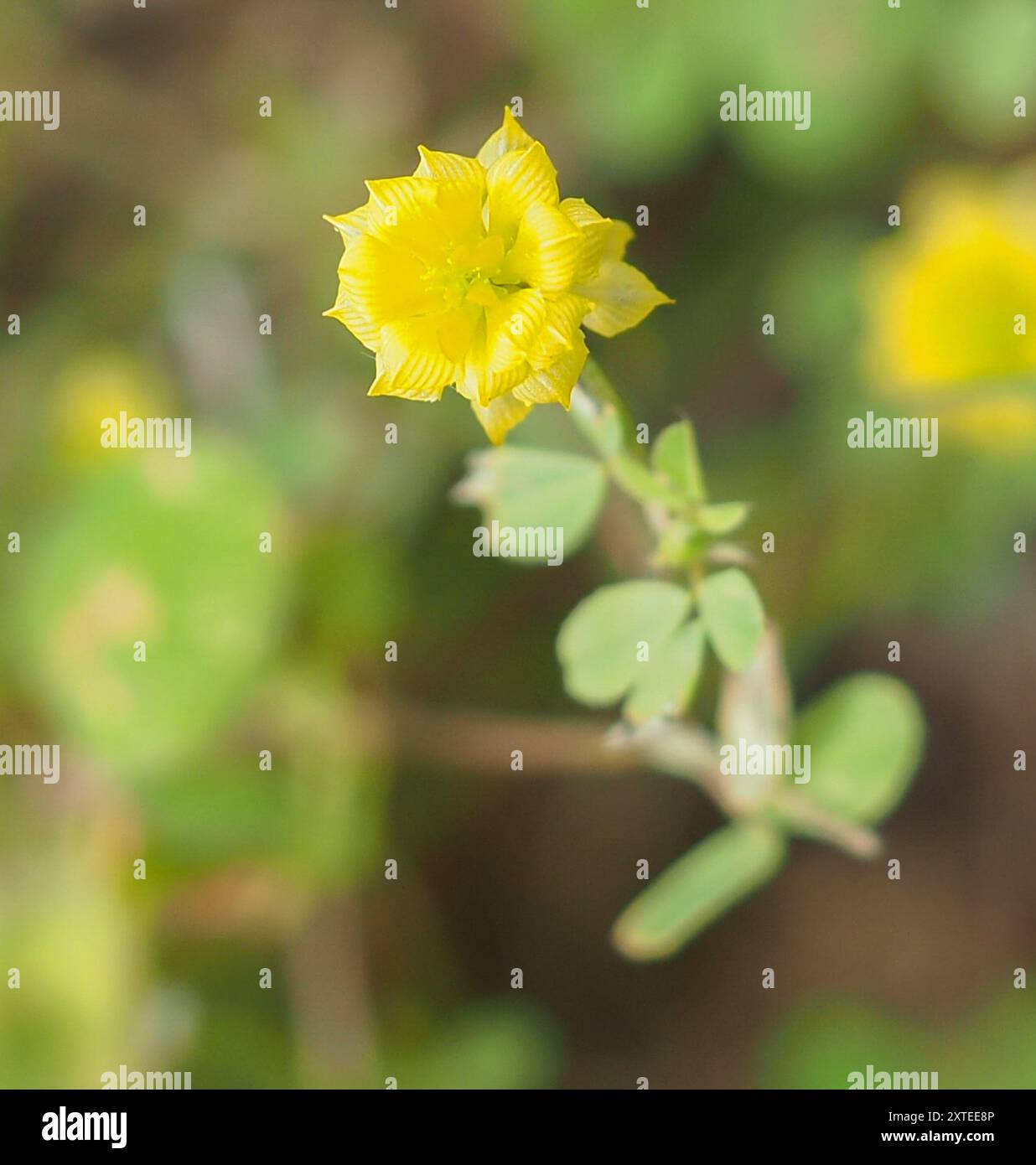 hop trefoil (Trifolium campestre) Plantae Stock Photo - Alamy