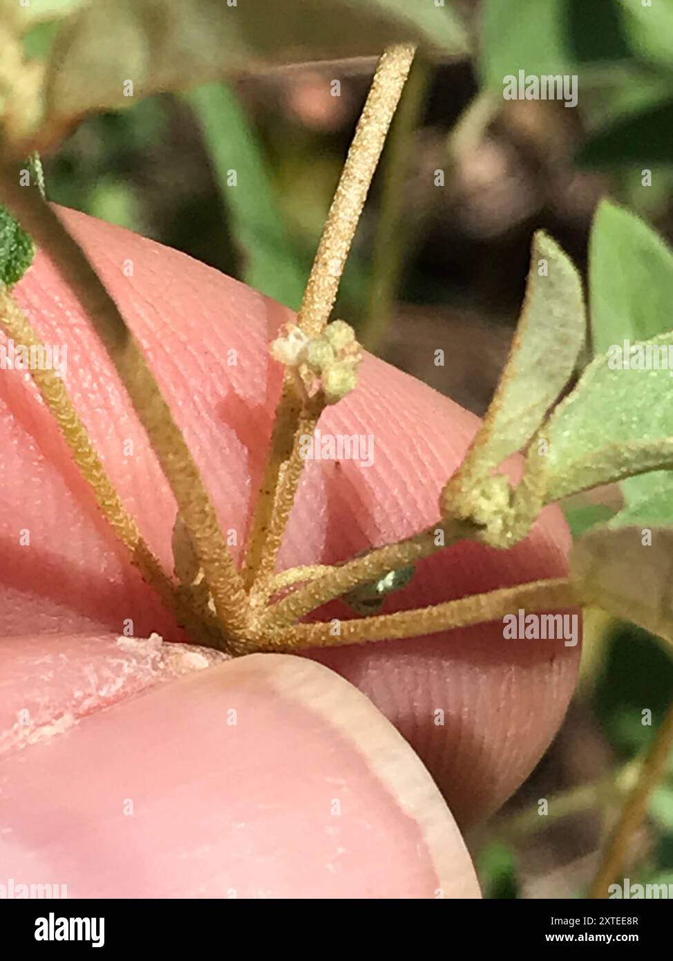 Prairie Tea (Croton monanthogynus) Plantae Stock Photo - Alamy