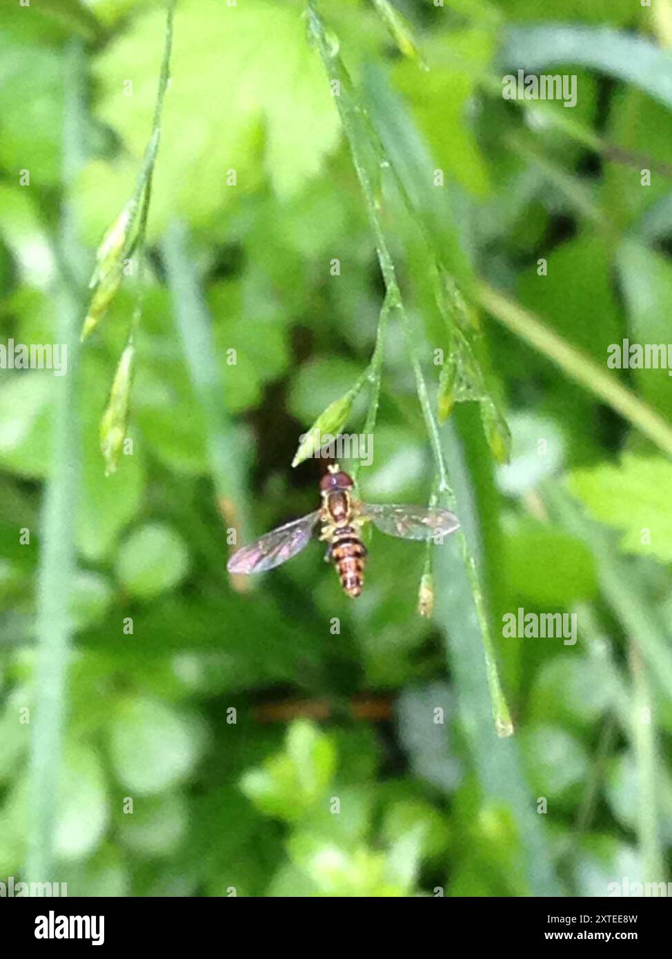 Eastern Calligrapher (Toxomerus geminatus) Insecta Stock Photo - Alamy