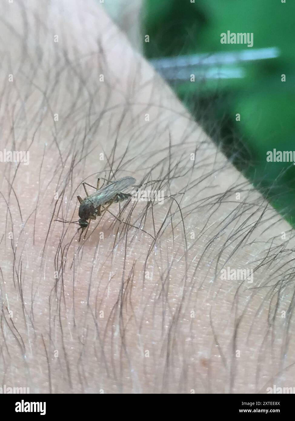 Inland Floodwater Mosquito (Aedes vexans) Insecta Stock Photo - Alamy