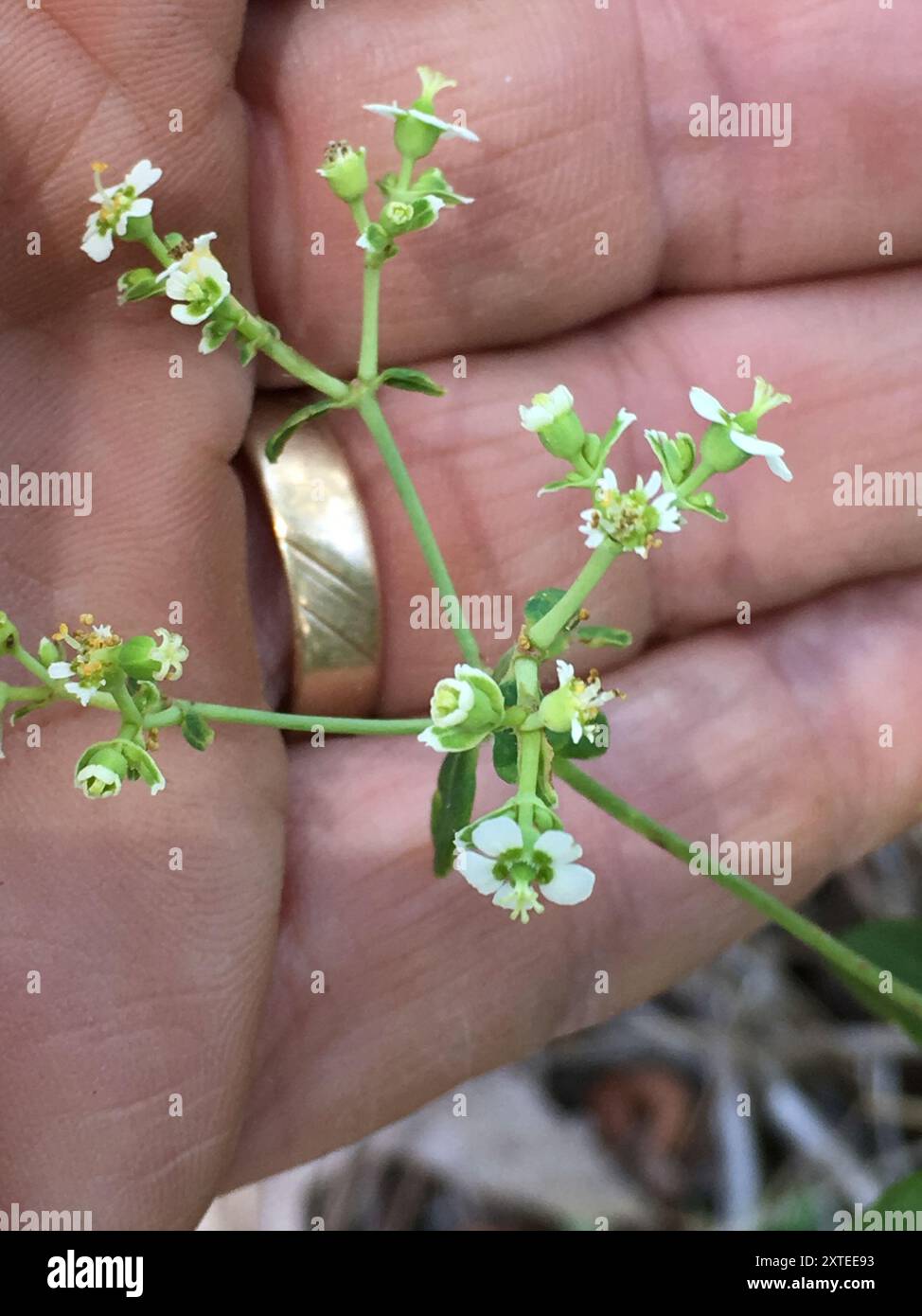 False Flowering Spurge (Euphorbia pubentissima) Plantae Stock Photo - Alamy