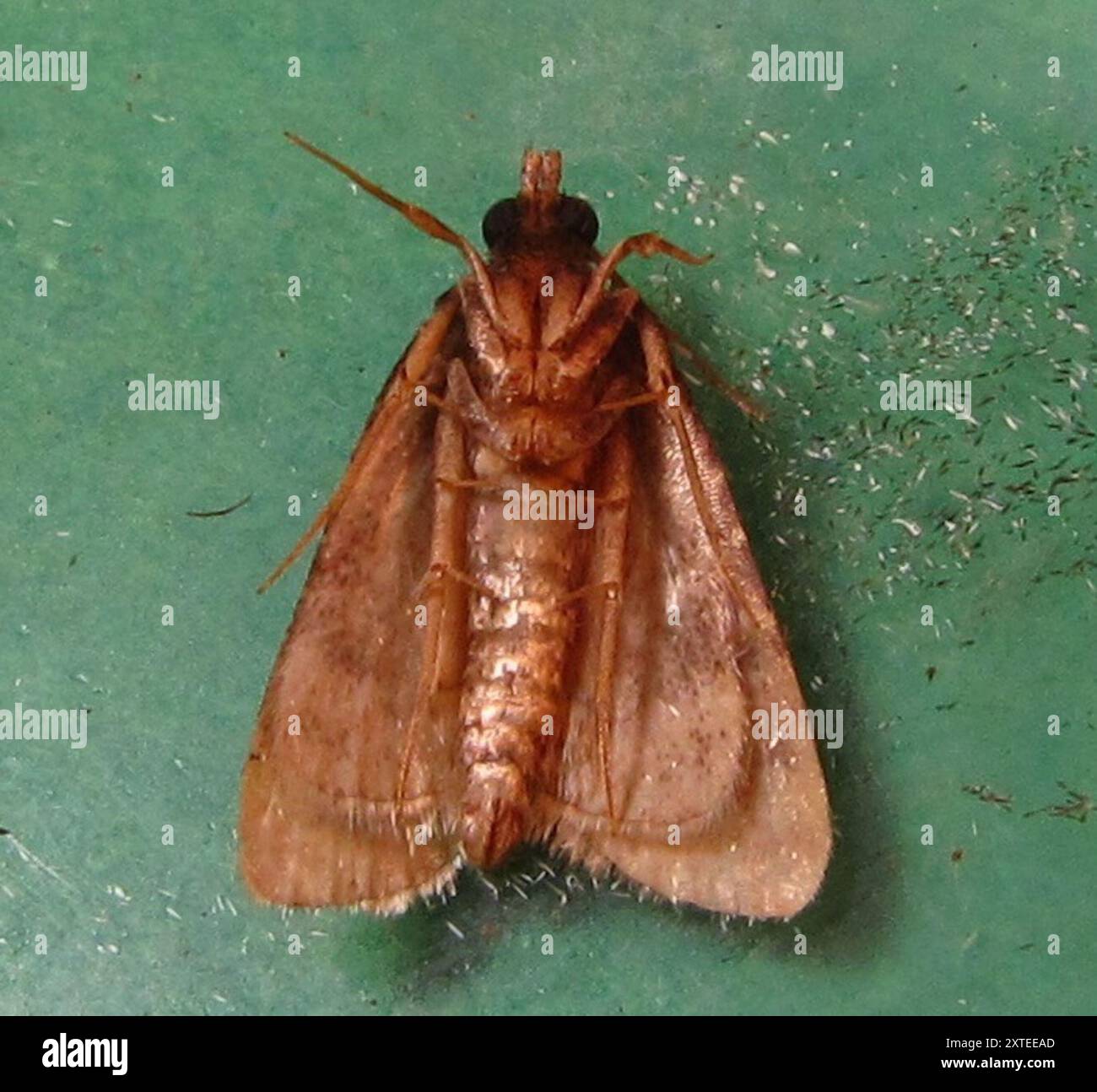 Stored grain moth (Aglossa caprealis) Insecta Stock Photo - Alamy