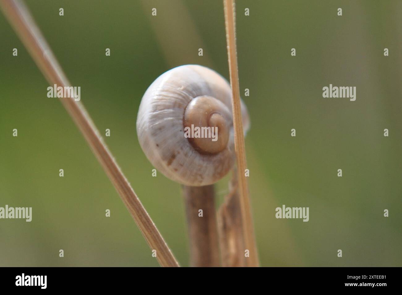 Milk Snail (Otala lactea) Mollusca Stock Photo - Alamy