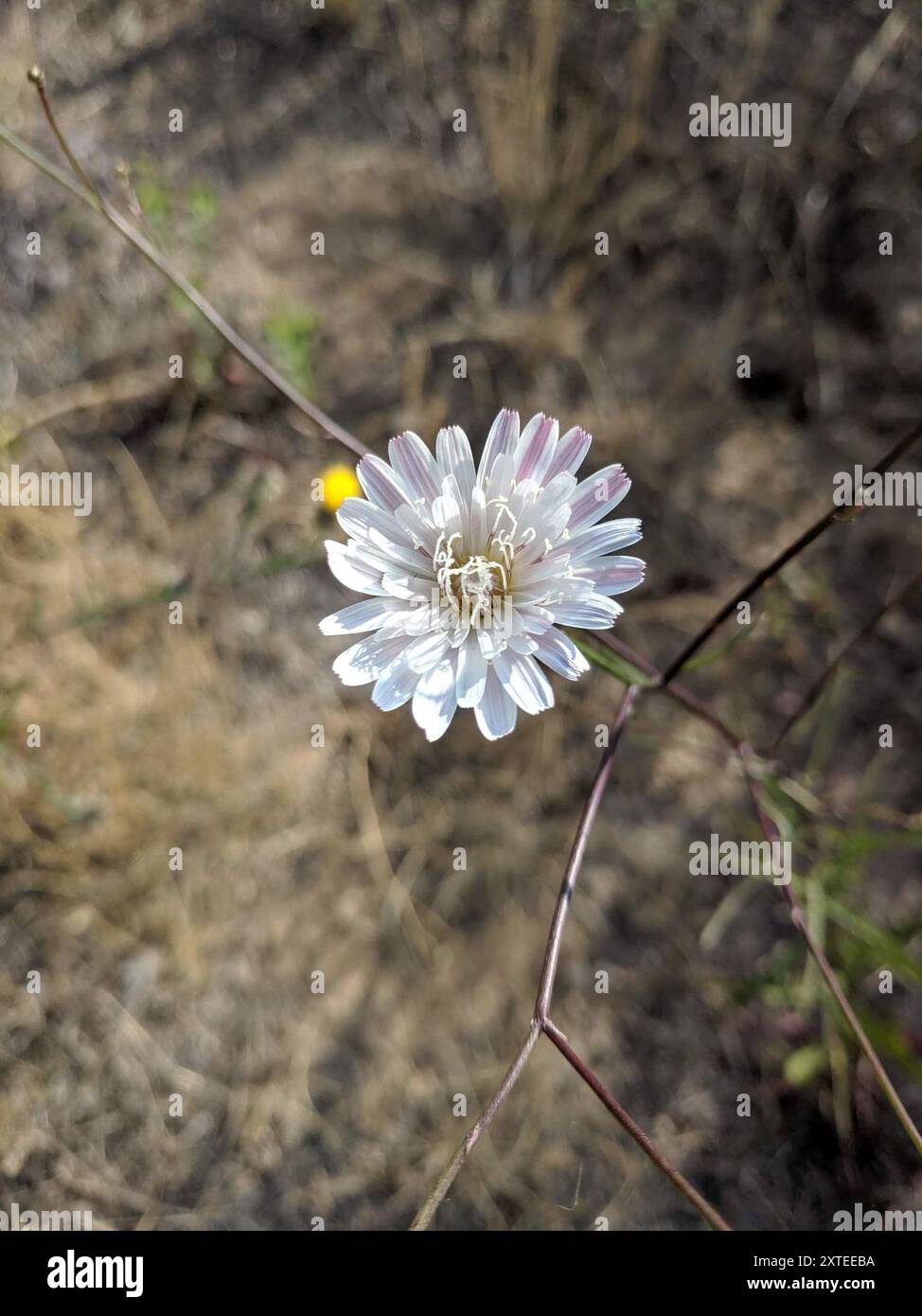 chicories, dandelions, and allies (Cichorioideae) Plantae Stock Photo ...