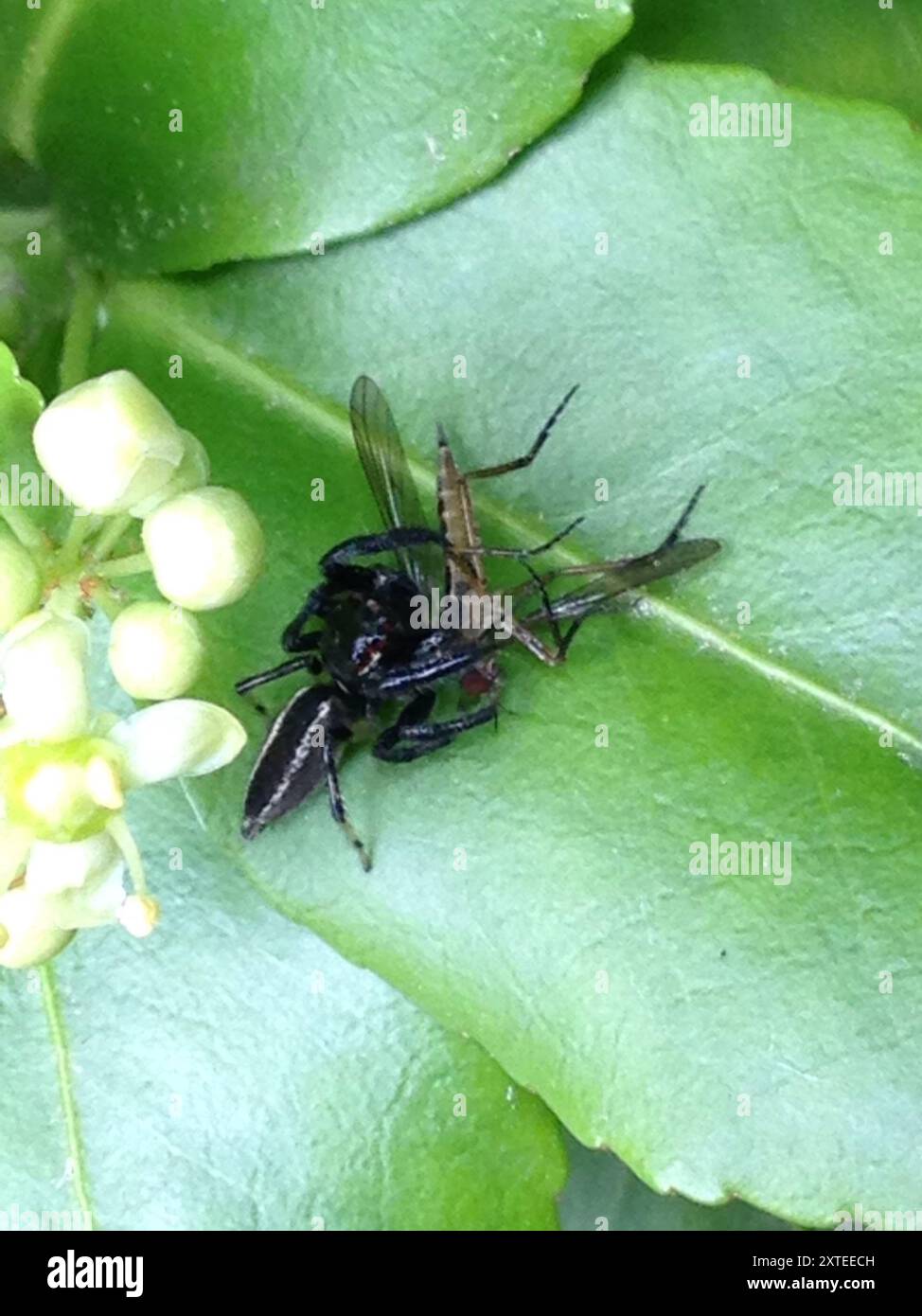 Sylvan Jumping Spider (Colonus sylvanus) Arachnida Stock Photo - Alamy