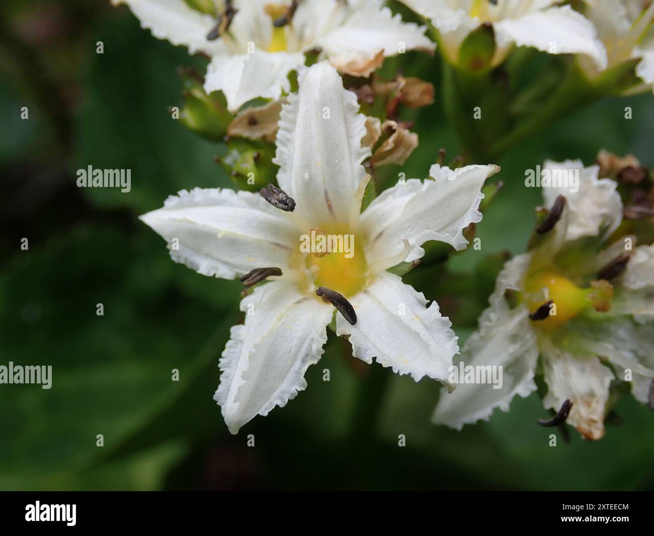 Deer-cabbage (Nephrophyllidium crista-galli) Plantae Stock Photo - Alamy