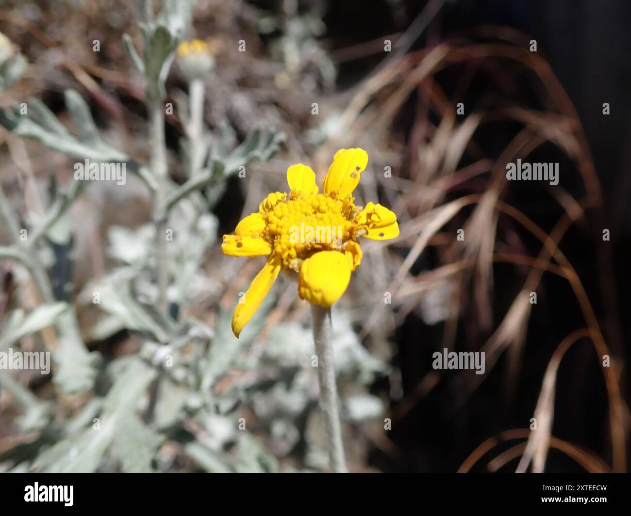 common woolly sunflower (Eriophyllum lanatum) Plantae Stock Photo - Alamy