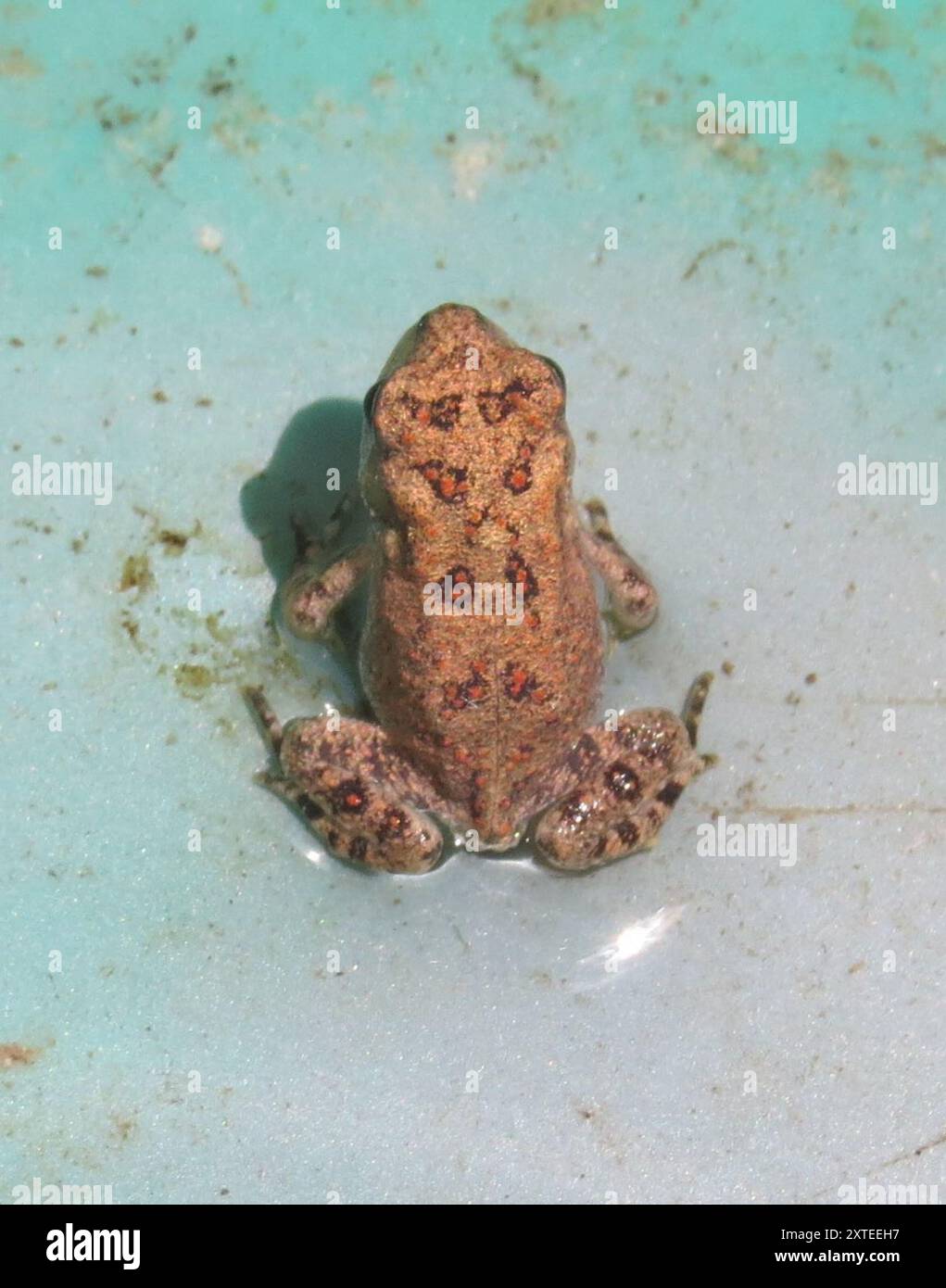 North American Toads (Anaxyrus) Amphibia Stock Photo - Alamy