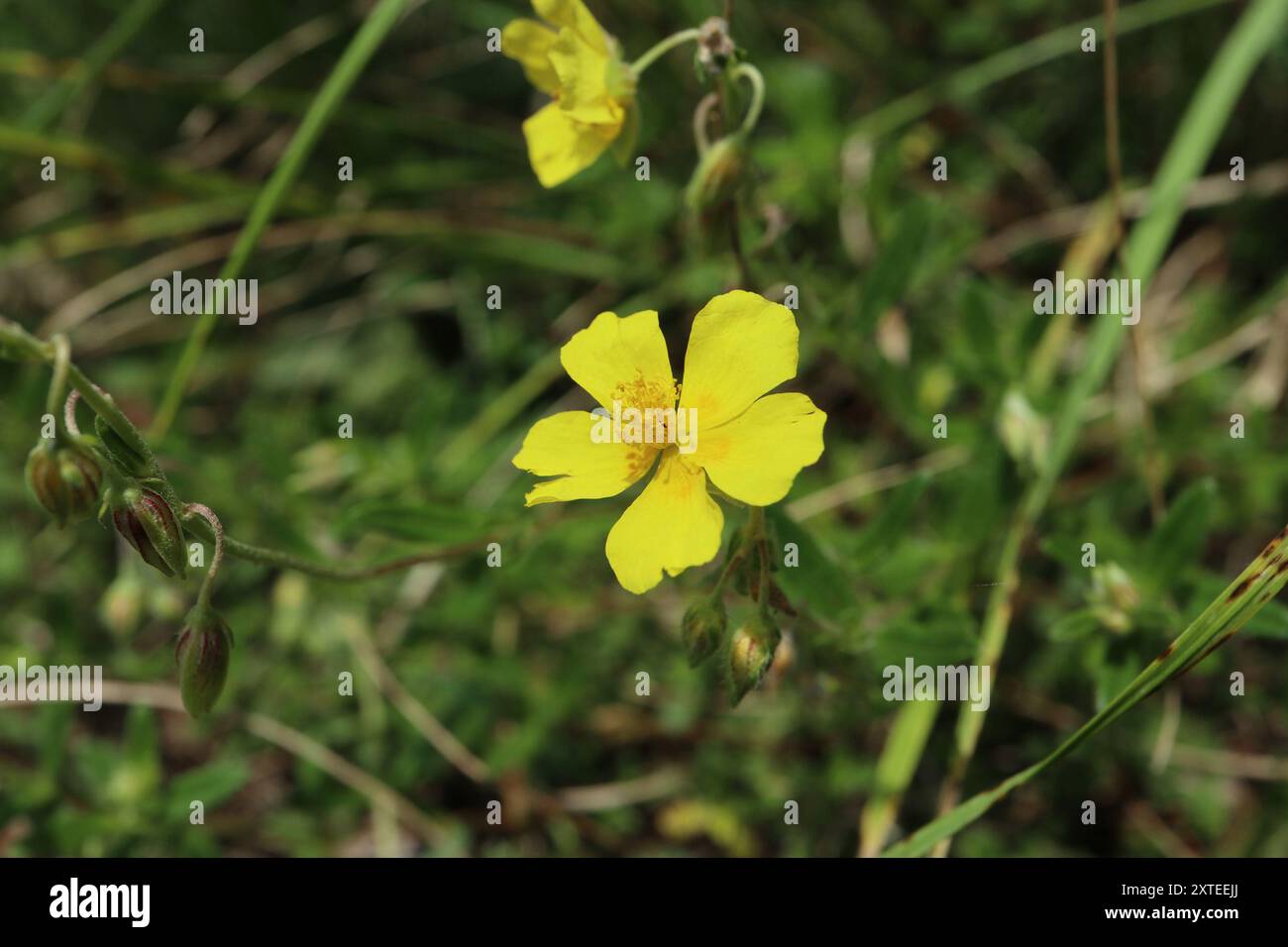 dwarf rock-roses (Helianthemum) Plantae Stock Photo - Alamy