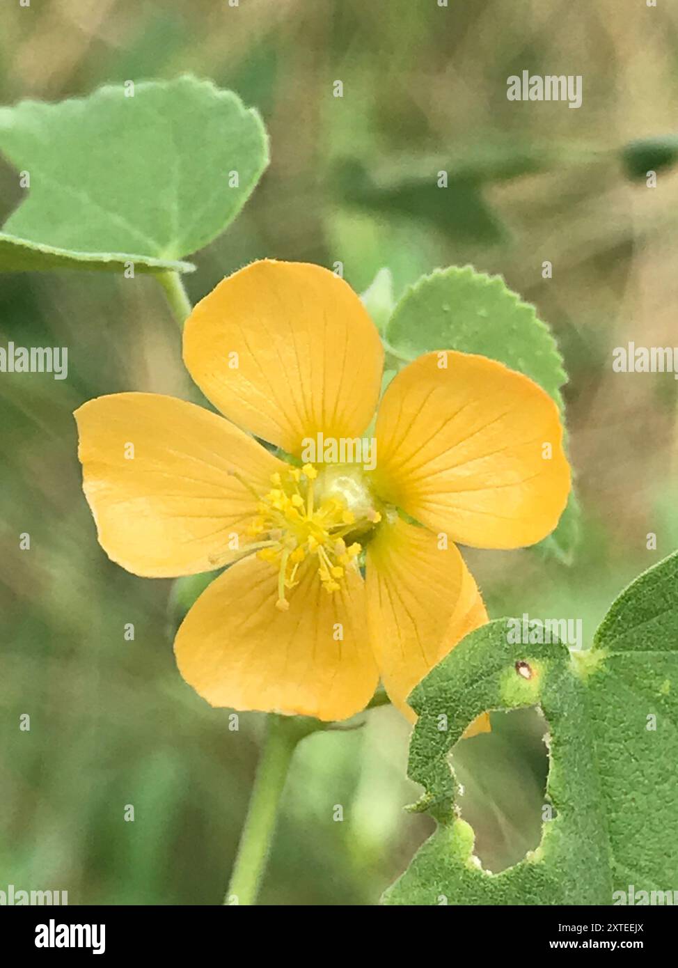 sweet Indian Mallow (Abutilon fruticosum) Plantae Stock Photo - Alamy