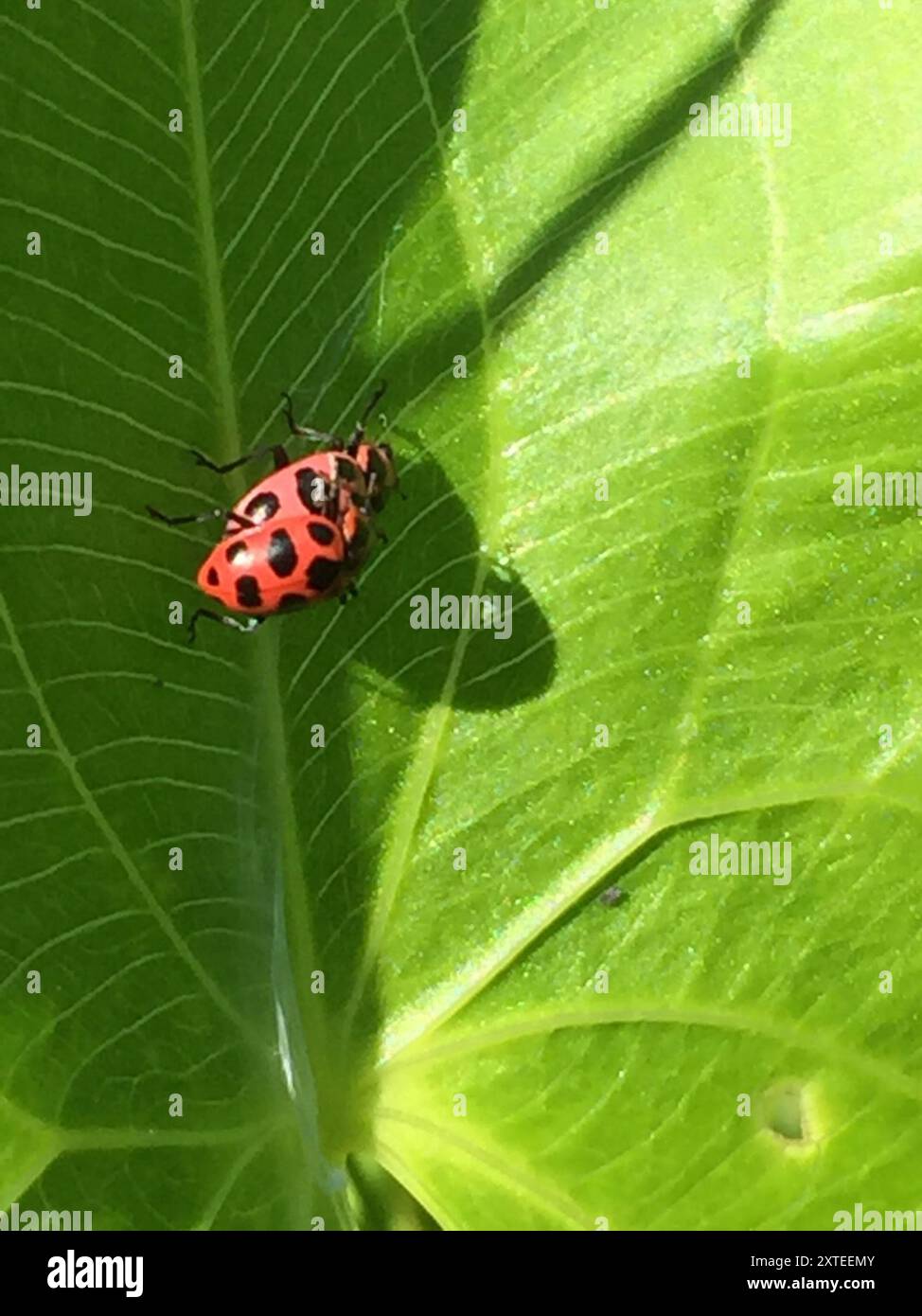 Spotted Pink Lady Beetle (Coleomegilla maculata) Insecta Stock Photo ...