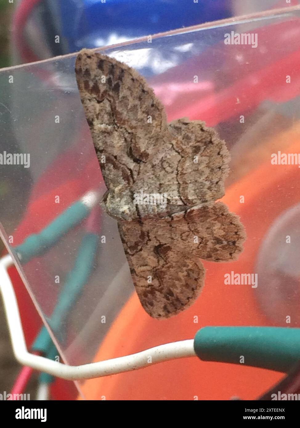 Brown-shaded Gray (Iridopsis defectaria) Insecta Stock Photo - Alamy