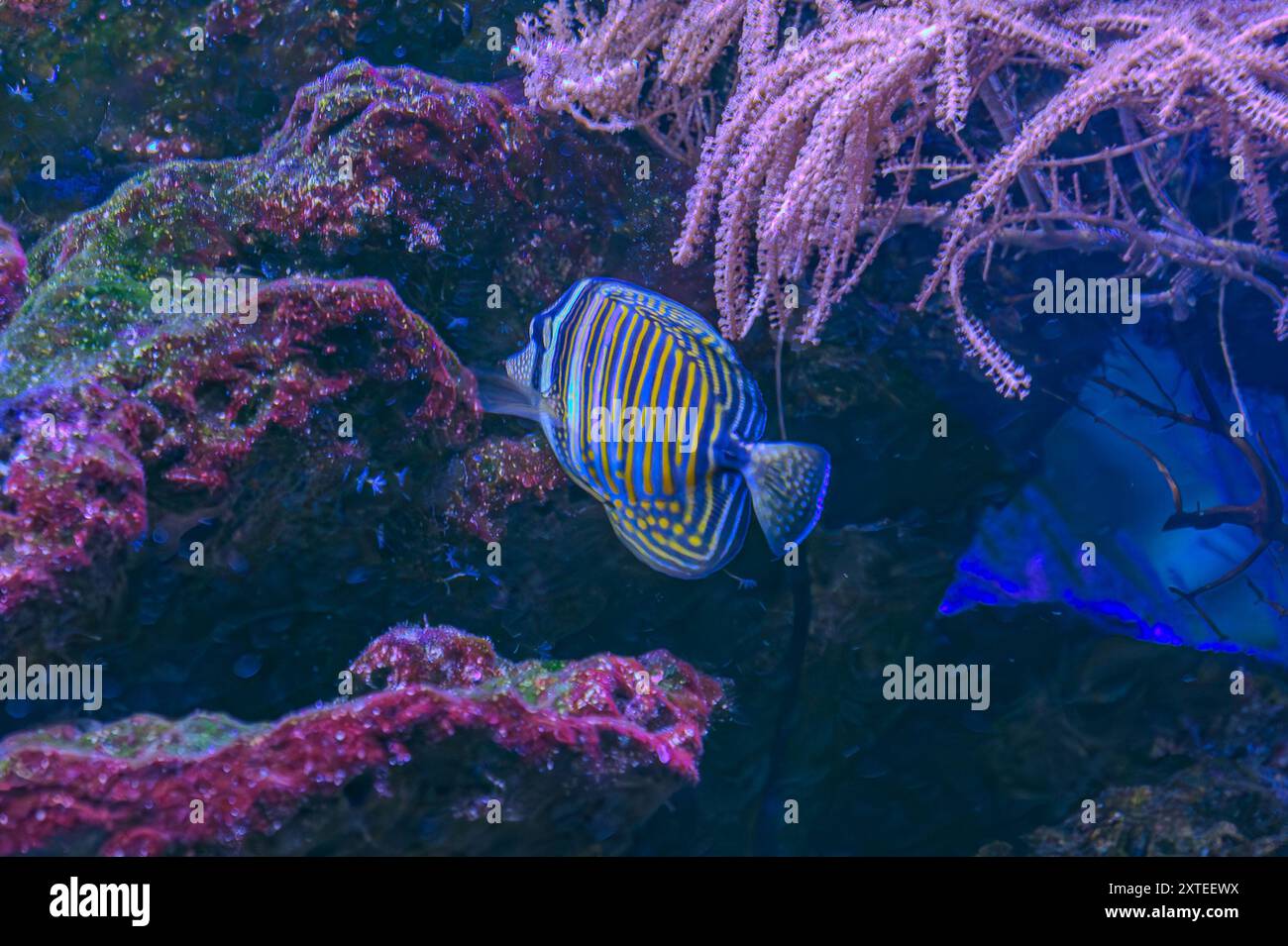 Colorful angelfish swimming gracefully in a vibrant coral reef Stock ...