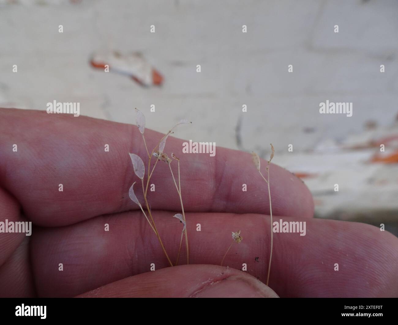 Common Whitlowgrass (Draba verna) Plantae Stock Photo - Alamy