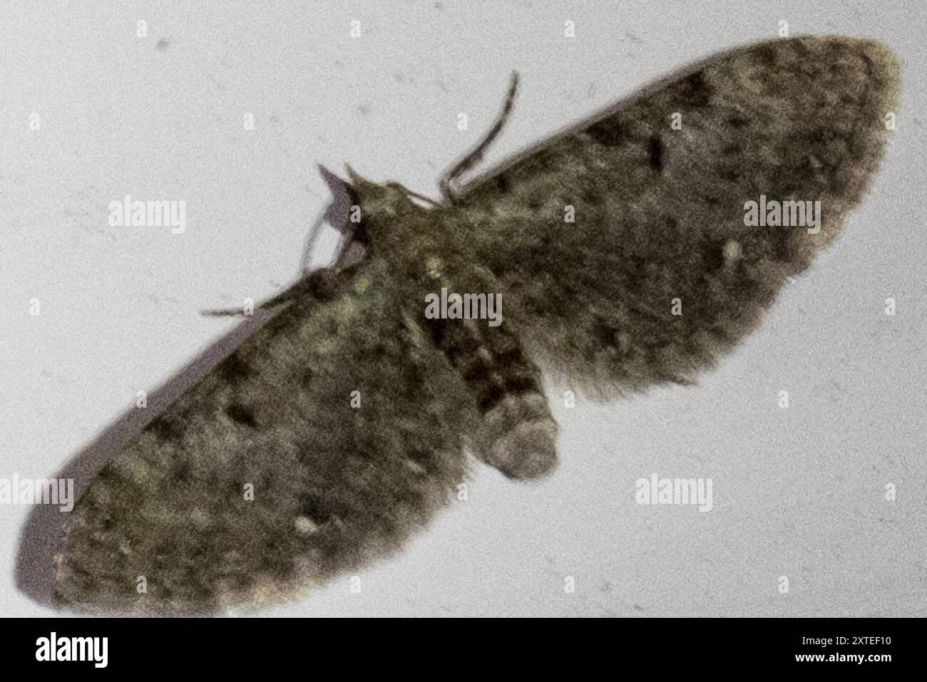 Common Eupithecia Moth (Eupithecia miserulata) Insecta Stock Photo - Alamy