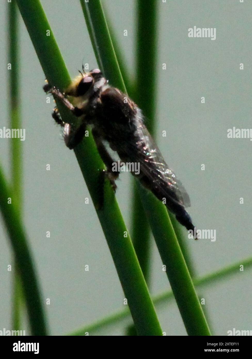Giant Robber Flies (Promachus) Insecta Stock Photo - Alamy
