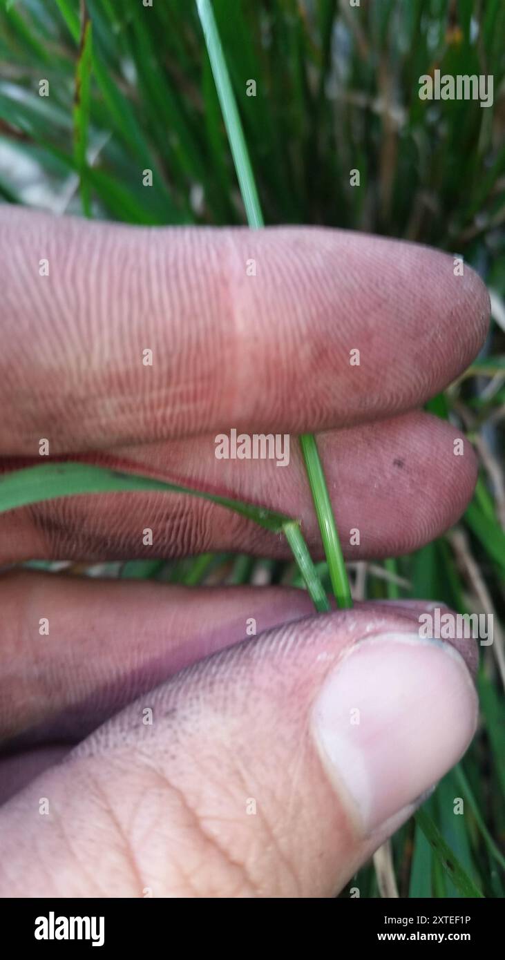 Weeping-grass (Microlaena stipoides) Plantae Stock Photo - Alamy