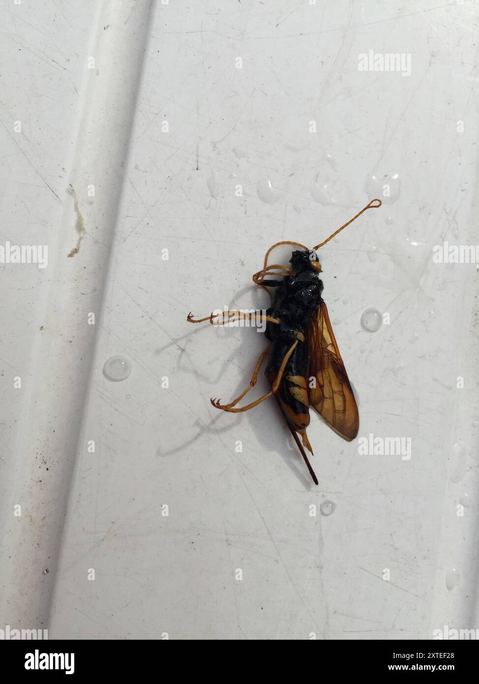 Giant Woodwasp (Urocerus gigas) Insecta Stock Photo - Alamy