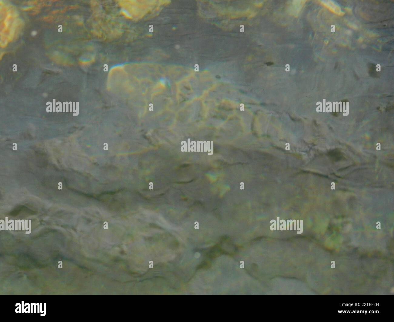 Checkered Puffer (Sphoeroides testudineus) Actinopterygii Stock Photo ...