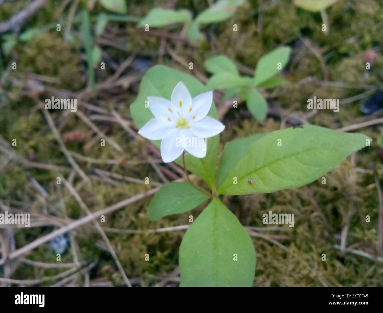 Arctic Starflower (Lysimachia europaea) Plantae Stock Photo - Alamy
