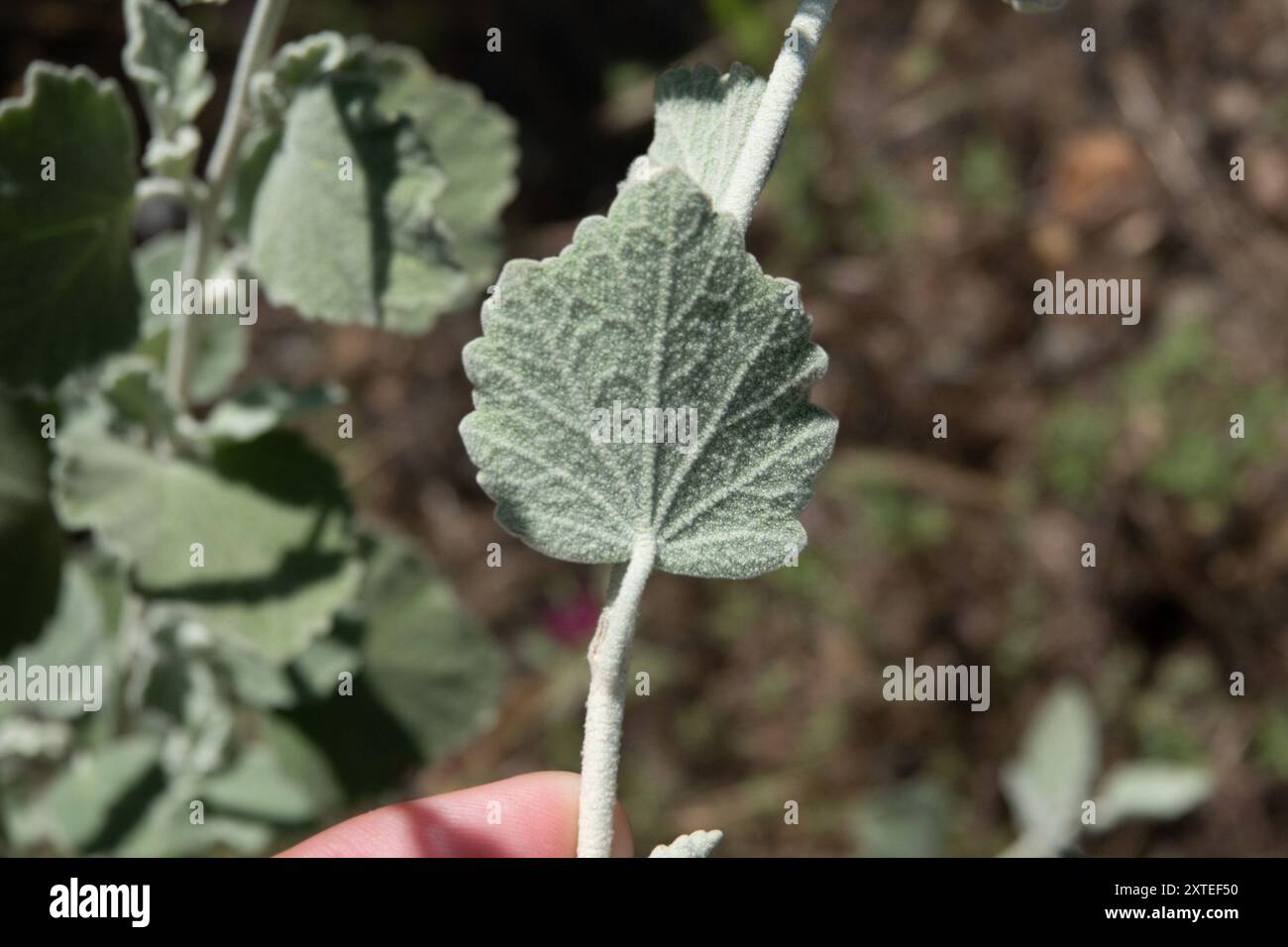 fragrant-snow bushmallow (Malacothamnus jonesii niveus) Plantae Stock ...