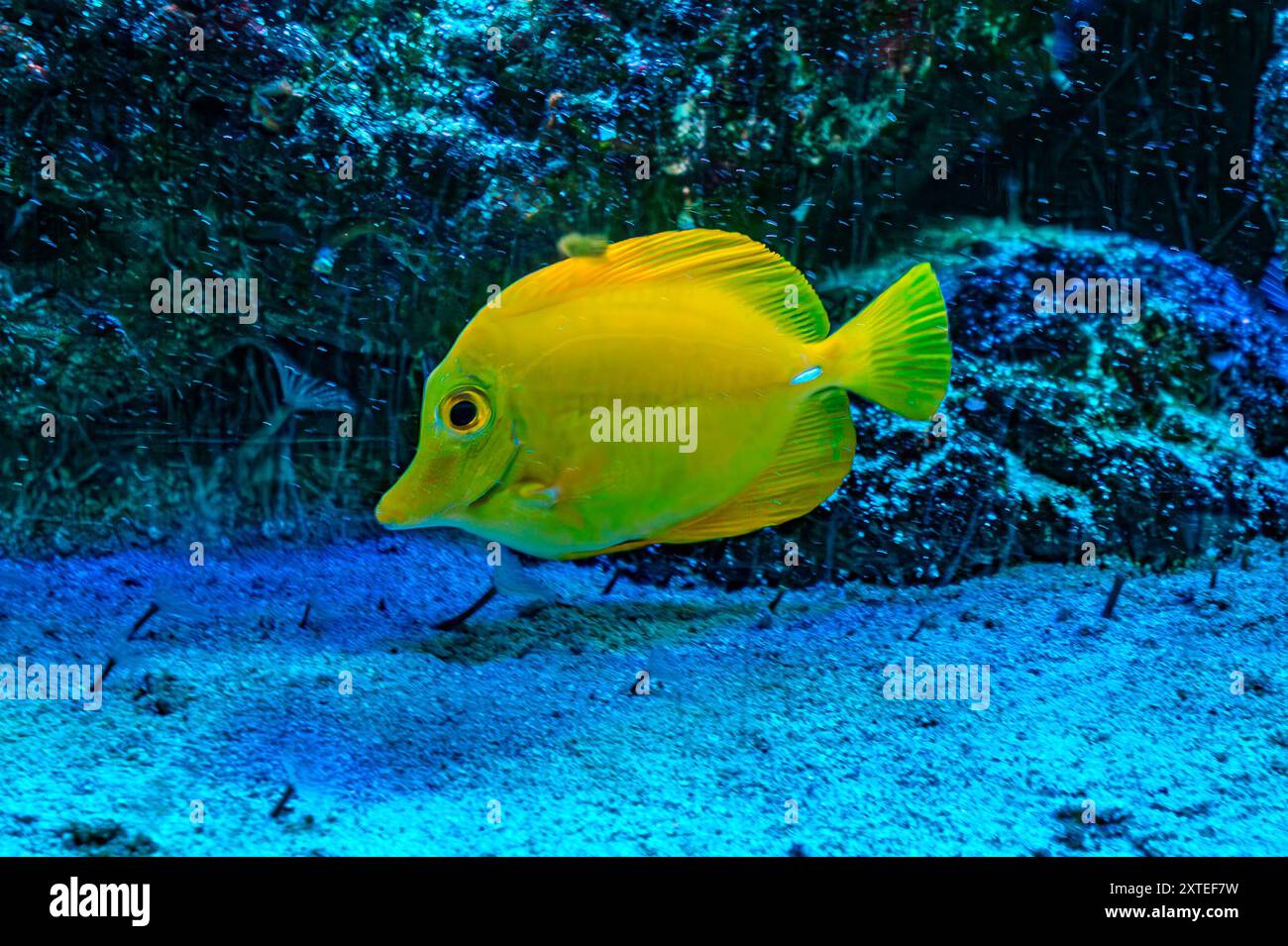 Yellow tang fish in deep blue water. Image of yellow tang fish in ...