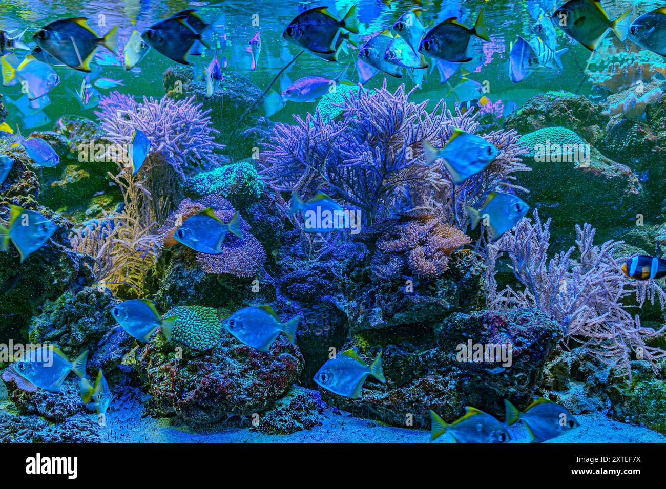 Colorful angelfish swimming gracefully in a vibrant coral reef Stock ...