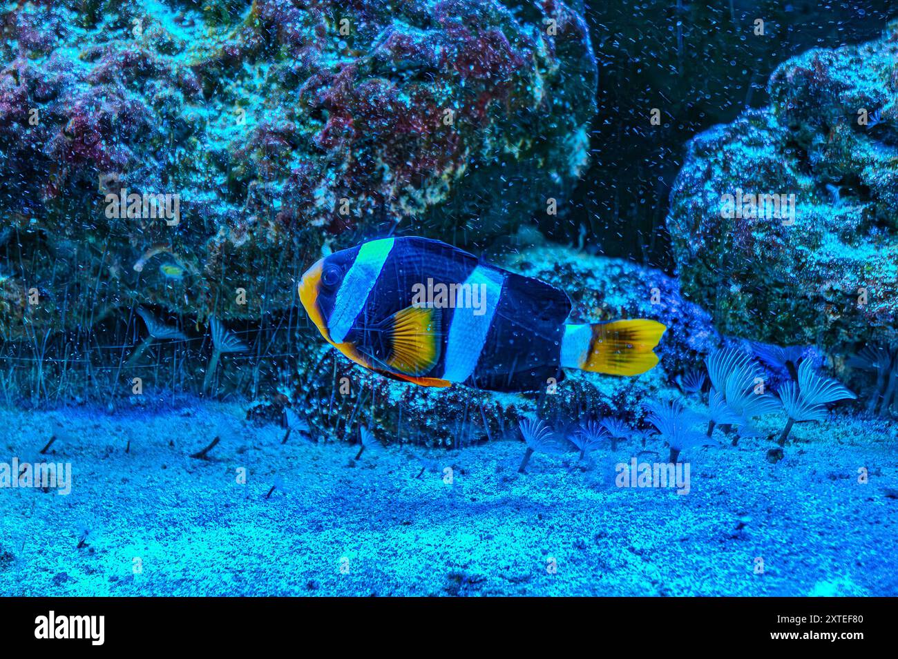 A cute Clark's anemonefish yellowtail clownfish swimming in marine ...